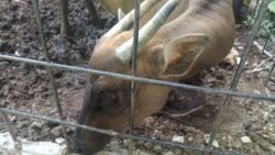 Perburuan Liar Jadi Alasan Menurunnya Populasi Anoa di Sultra